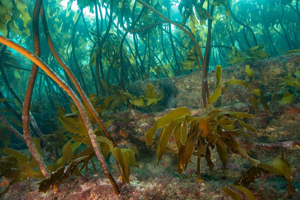 Common Kelp (Ecklonia radiata) | Dive Pacific