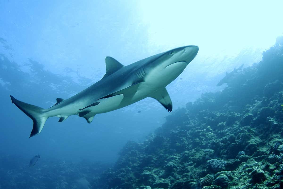 What do we know about the sex life of sharks? | Dive Pacific