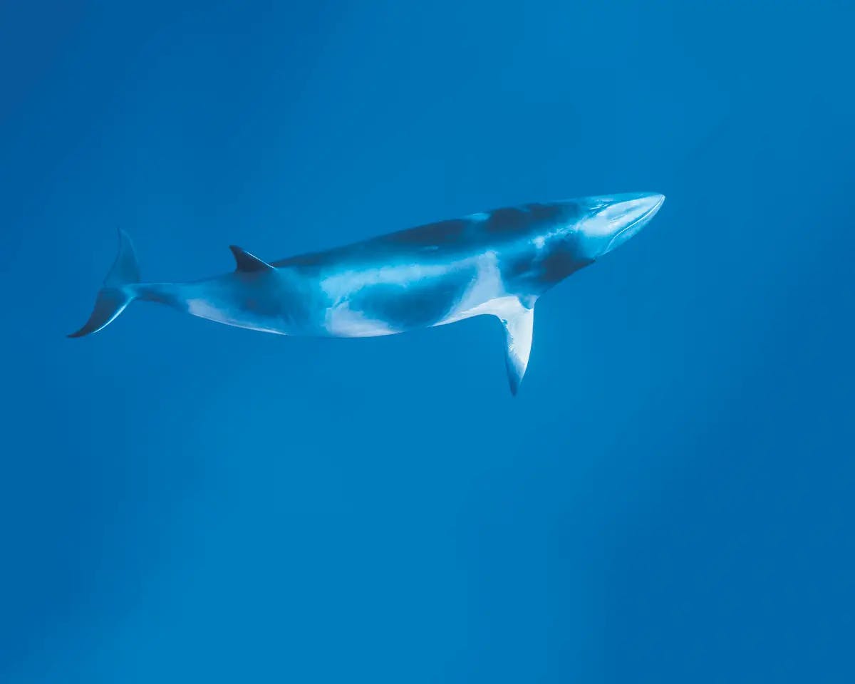 Minke Magic! | Dive Pacific