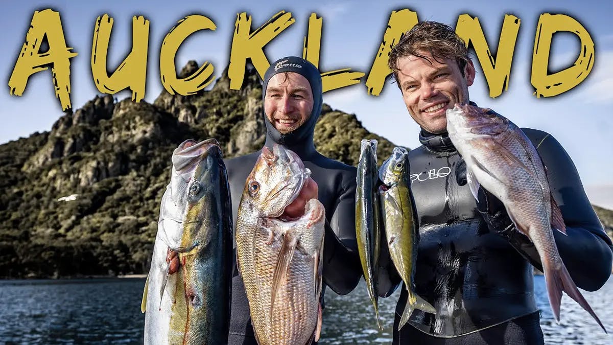 Spearfishing day out of Auckland | Dive Pacific