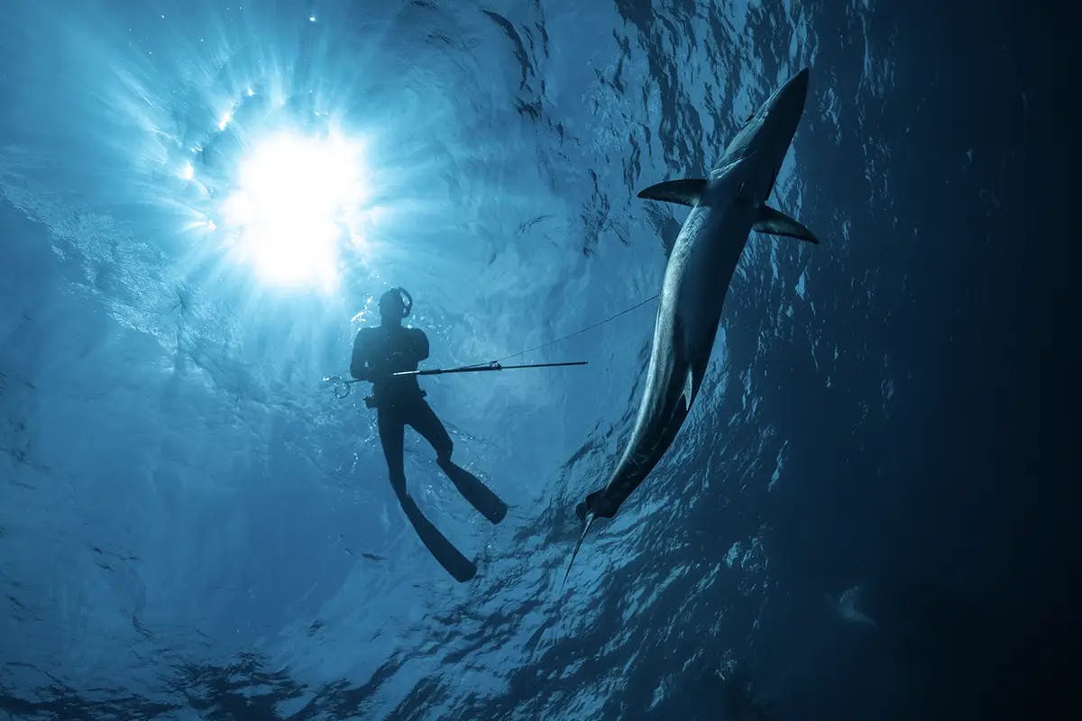 Spearfishing NZ update - Sept 2023 | Dive Pacific