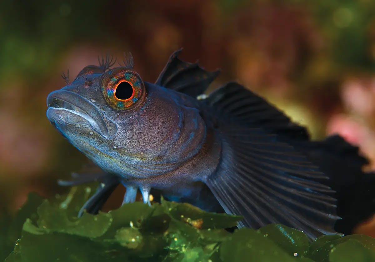 Triplefins - New Zealand's answer to Darwin's finches | Dive Pacific