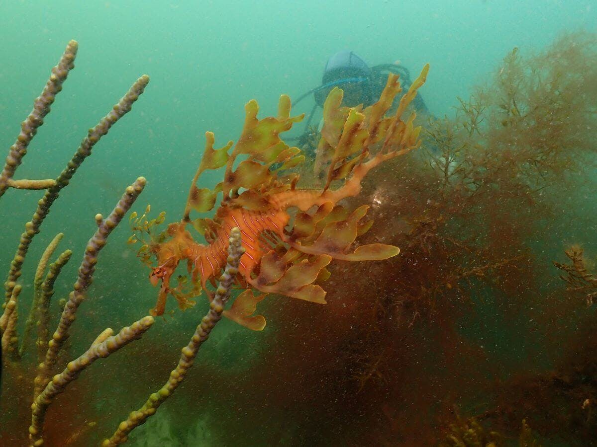 Floating weed or magnificent creature? | Dive Pacific