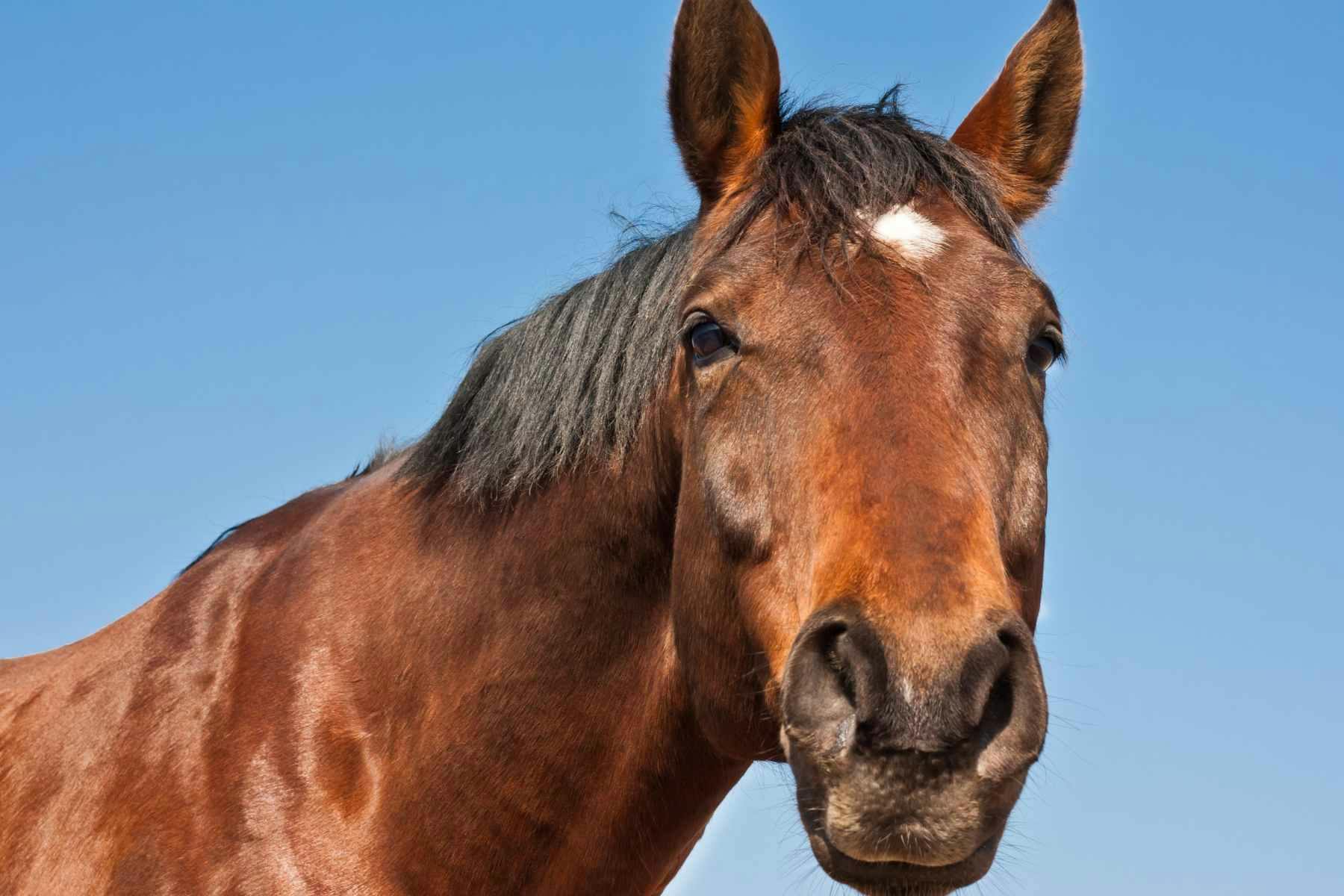 Ultimate Horse Groundwork Checklist