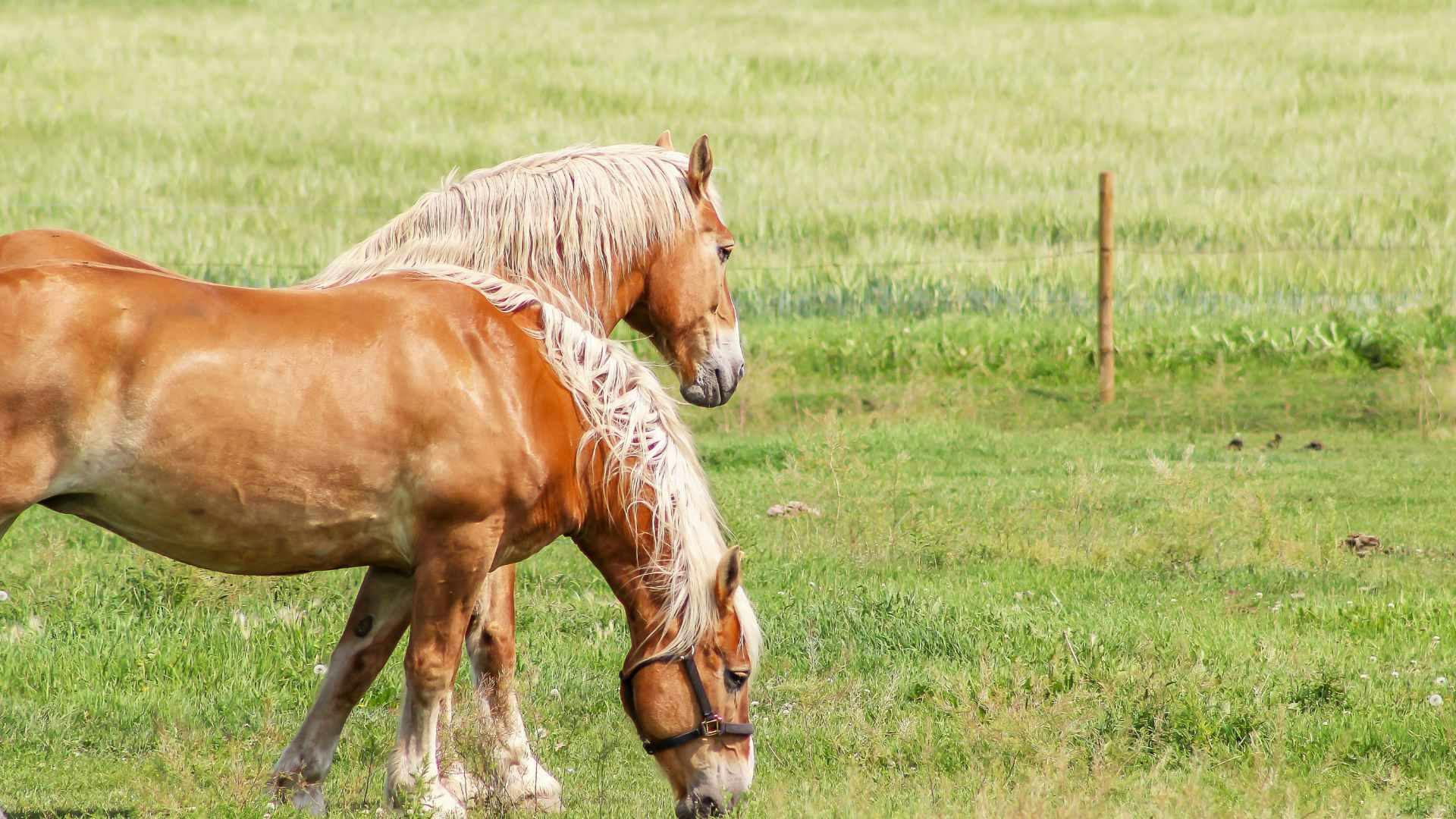 First Time Horse Owner Checklist: Top 10 Essentials