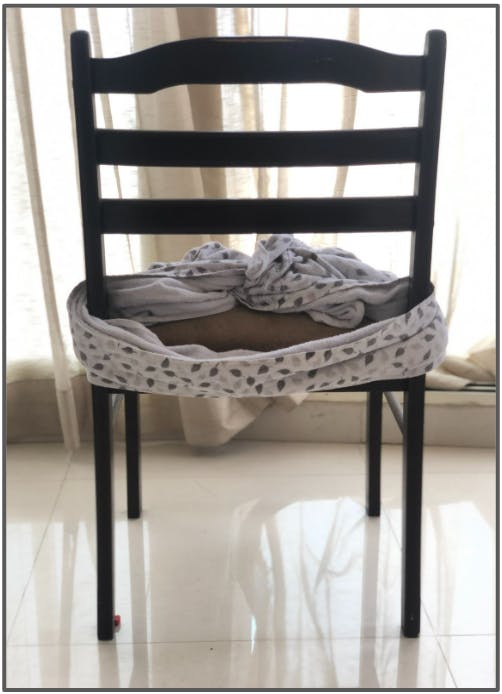 Dog Games to Make at Home: Musical Chairs