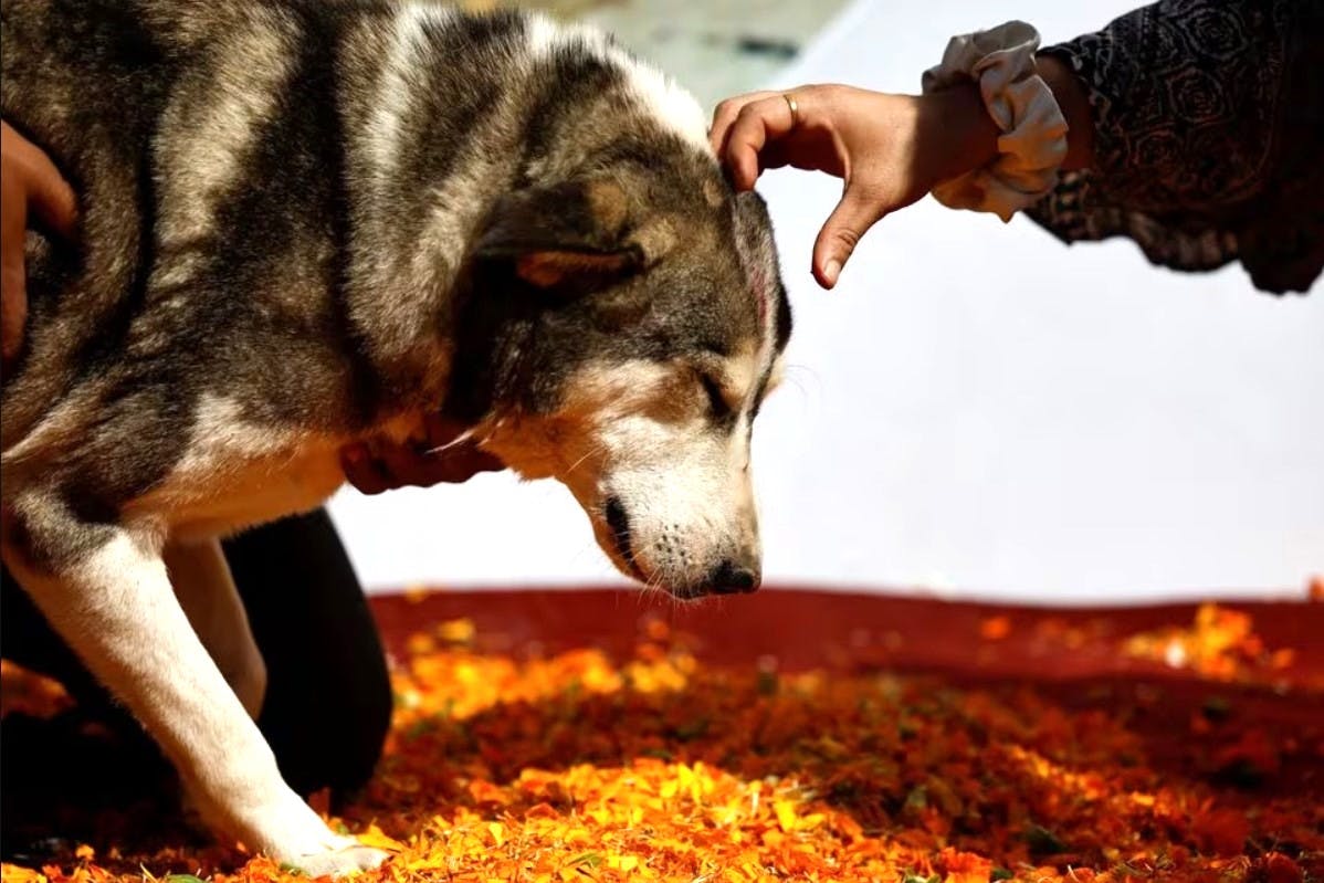 Kukur Tihar: All you need to know about the famous dog festival of Nepal