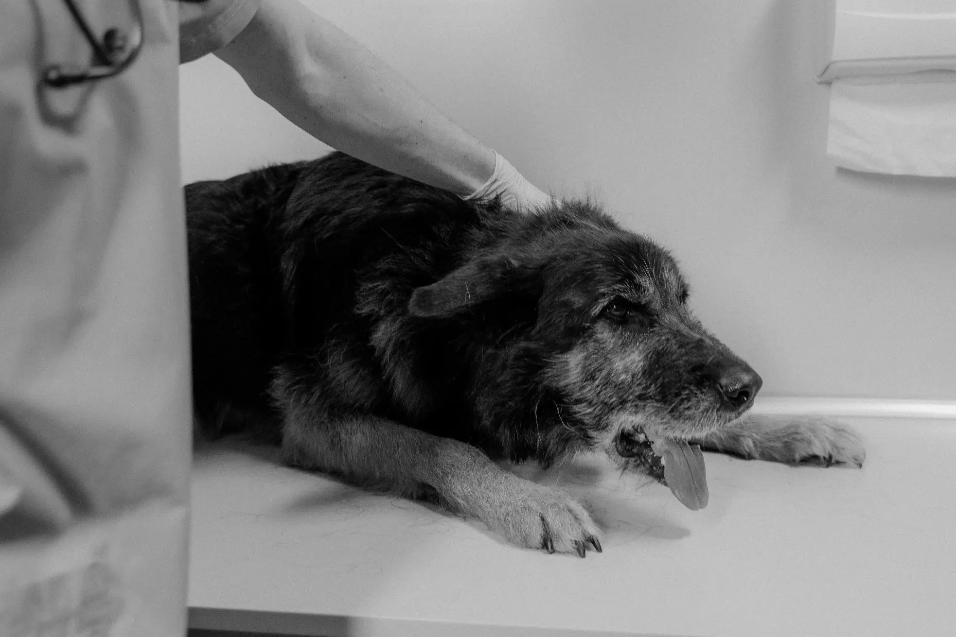 5 Vital Steps to Take When Your Dog is Vomiting 5 Vital Steps to Take When Your Dog is Vomiting