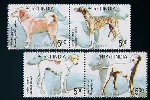 8 Dog Breeds of India You Should Know About!