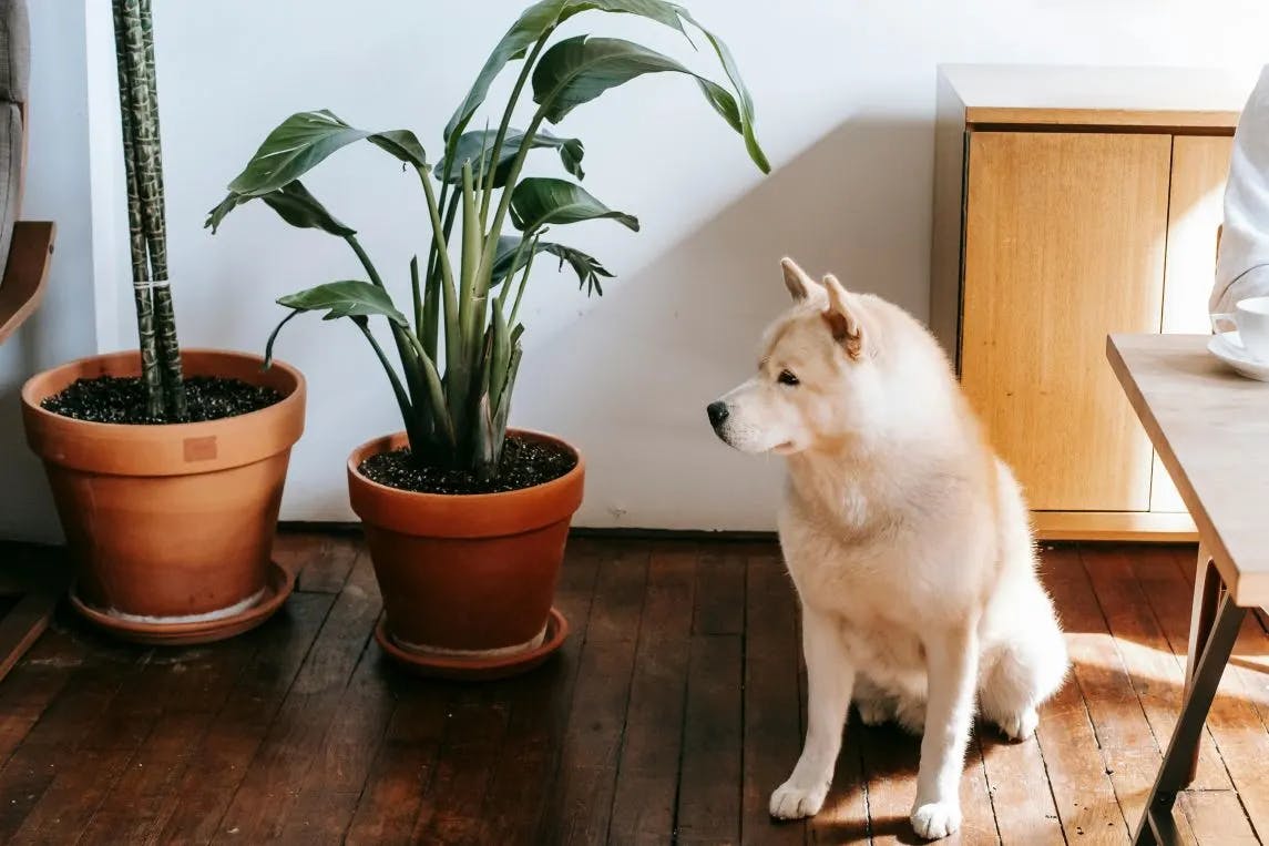 20 Common Toxic Plants for Dogs in India You Need to Avoid!