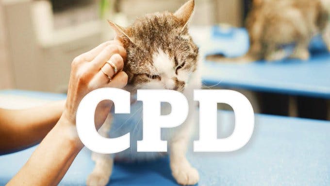 AI-powered app detects cat's pain with over 90% accuracy | Mirage News