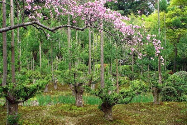 Daisugi: Japan's Ancient Forestry Technique for Sustainable Timber Daisugi: Japan's Ancient Forestry Technique for Sustainable Timber