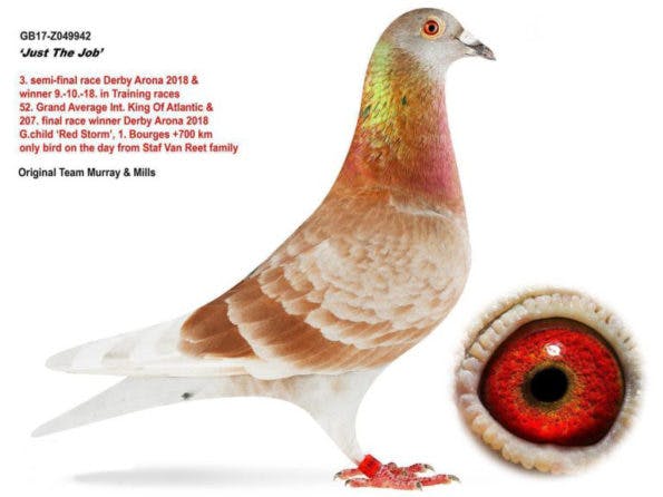 Racing pigeons for sale | Murray & Mills