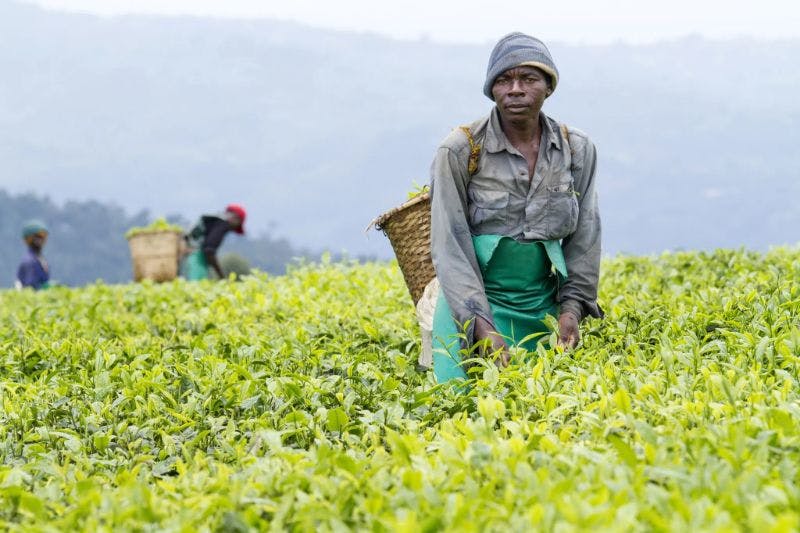 Dizengoff-ghana-limited