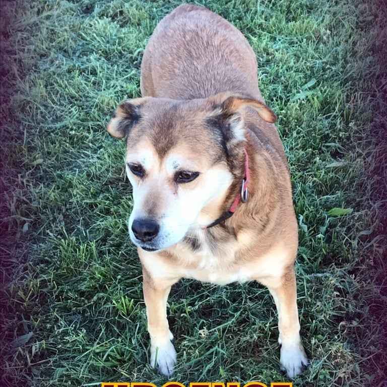 Chipie : Chien Croisé(e) à l'adoption (Thiviers) | Pet Adoption