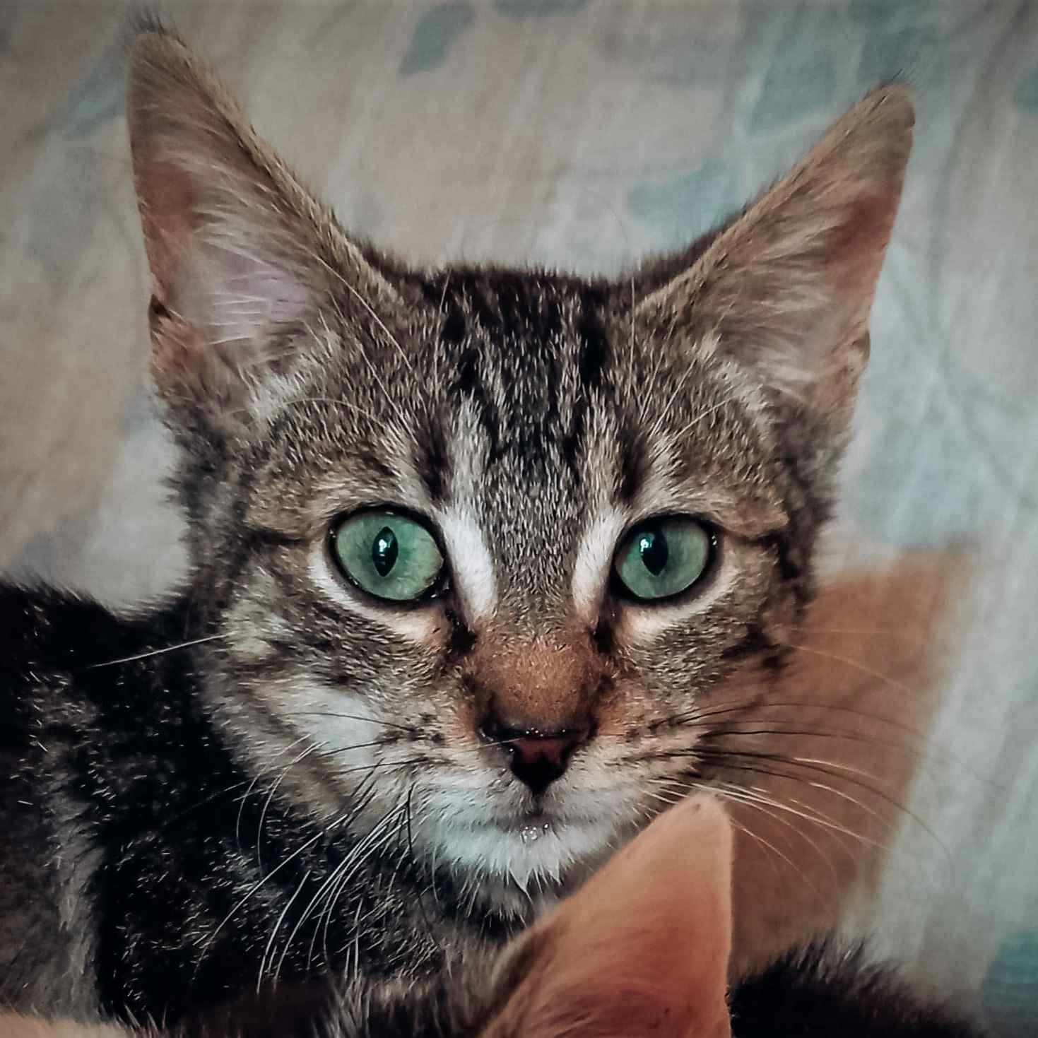 Choco : Chat Européen à l'adoption (Hermé) | Pet Adoption
