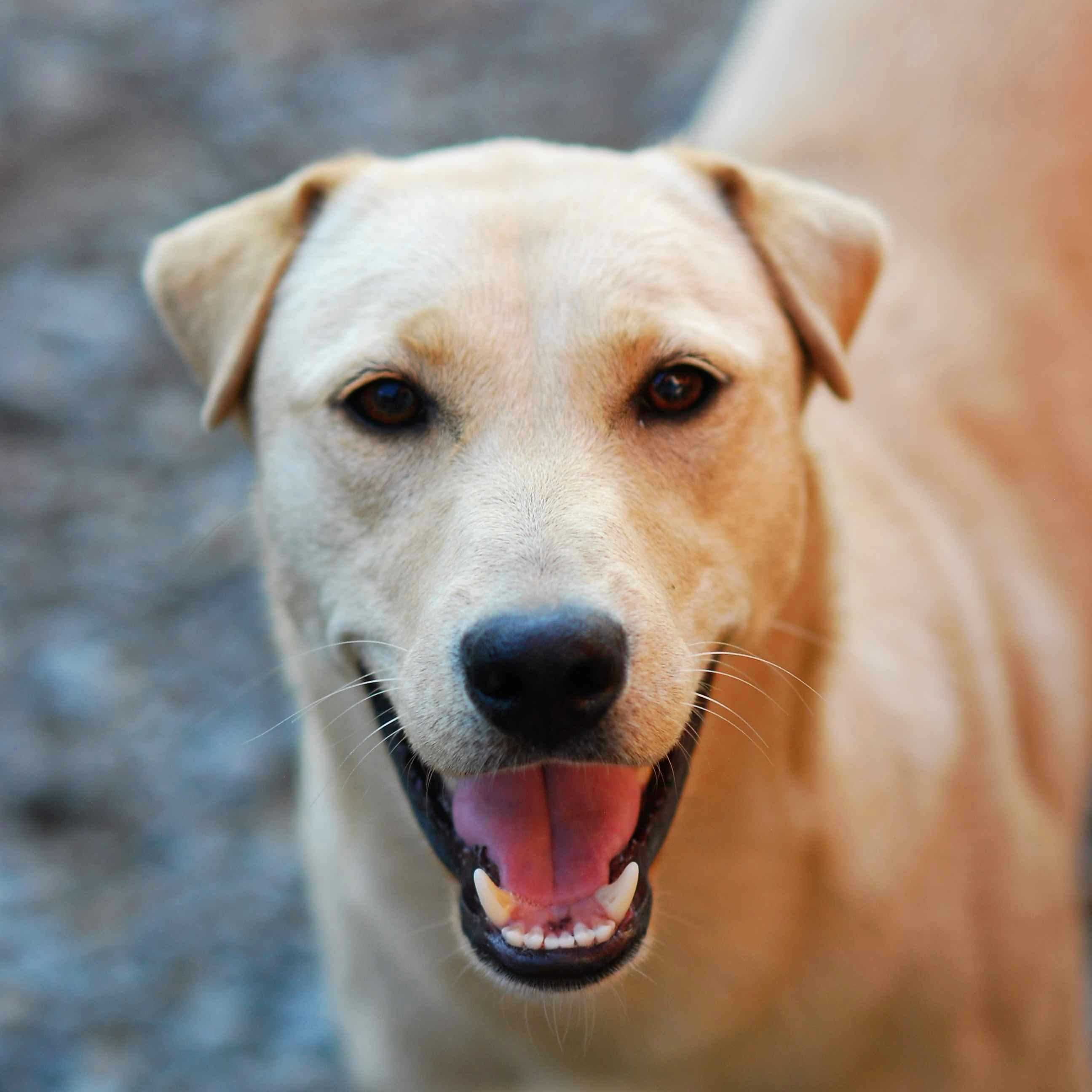 Lili : Chien Croisé(e) à l'adoption (Lampertheim) | Pet Adoption