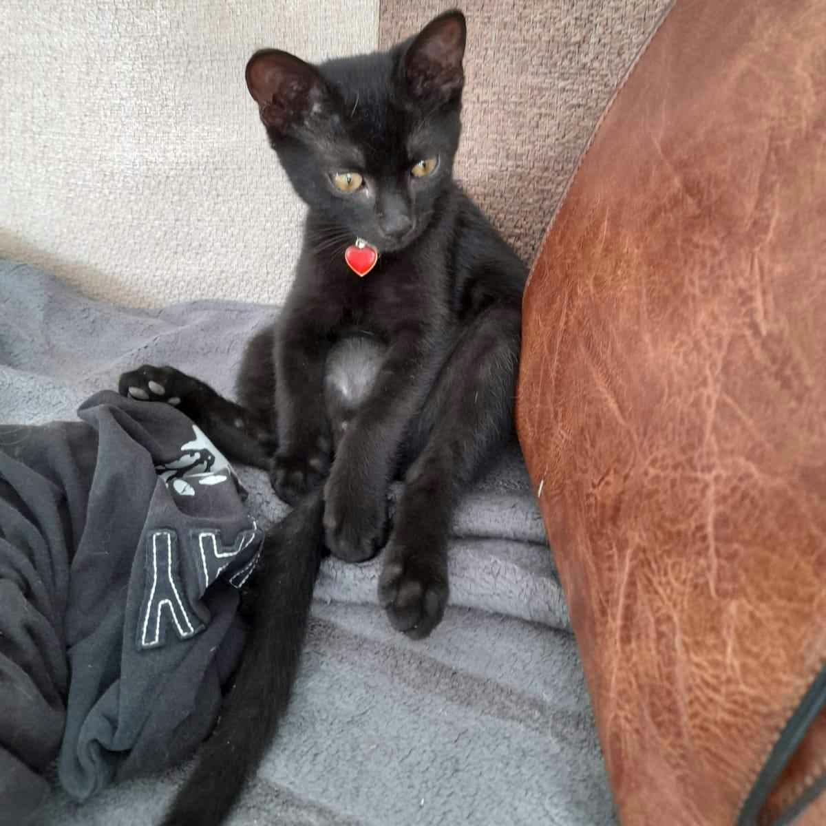 Zeus : Chat Croisé(e) à l'adoption (Roppe) | Pet Adoption