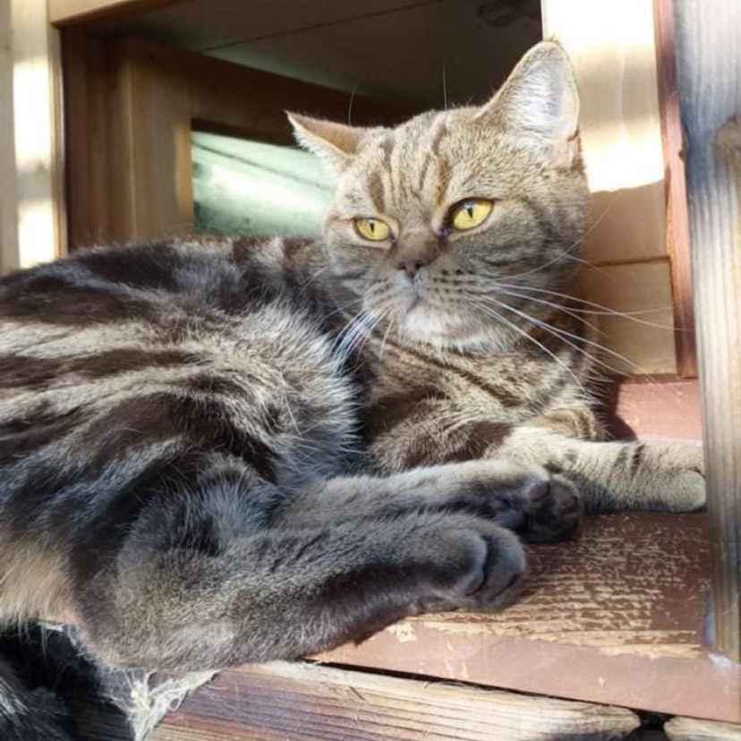 Utopia : Chat British Shorthair à l'adoption (Nevers) | Pet Adoption