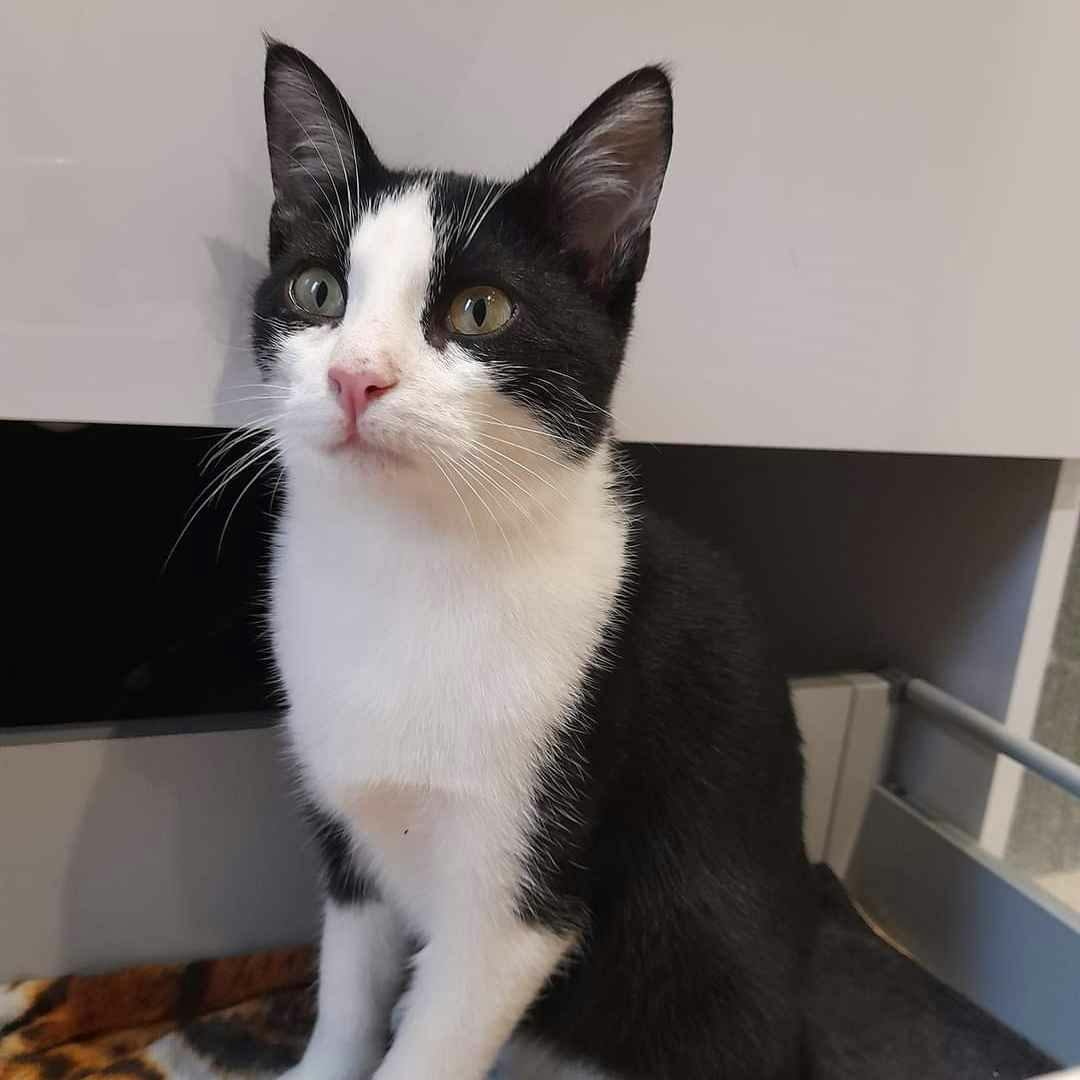 Stitch : Chat Croisé(e) à l'adoption (Condillac) | Pet Adoption
