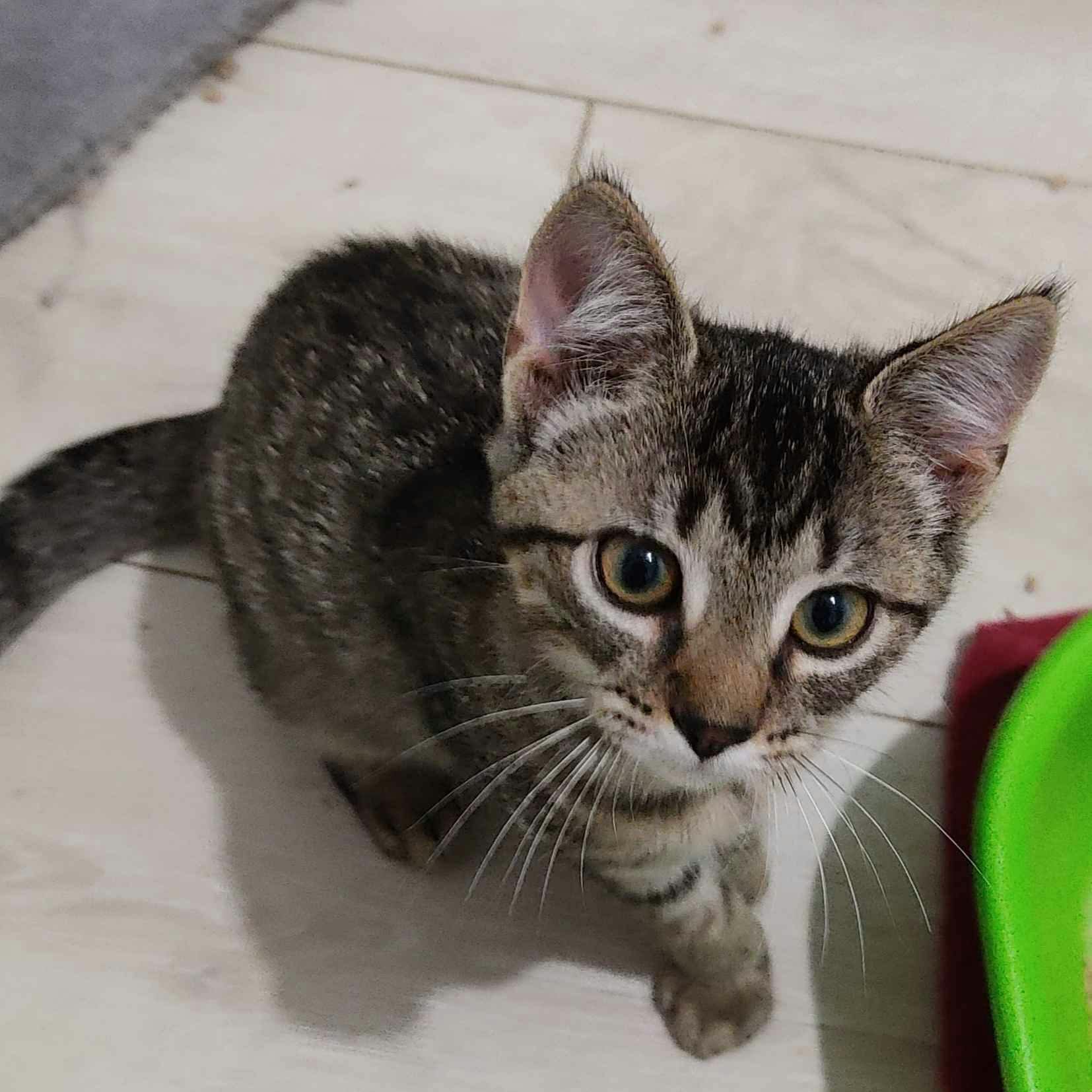 Stitch : Chat Croisé(e) à l'adoption (La Chevrolière) | Pet Adoption