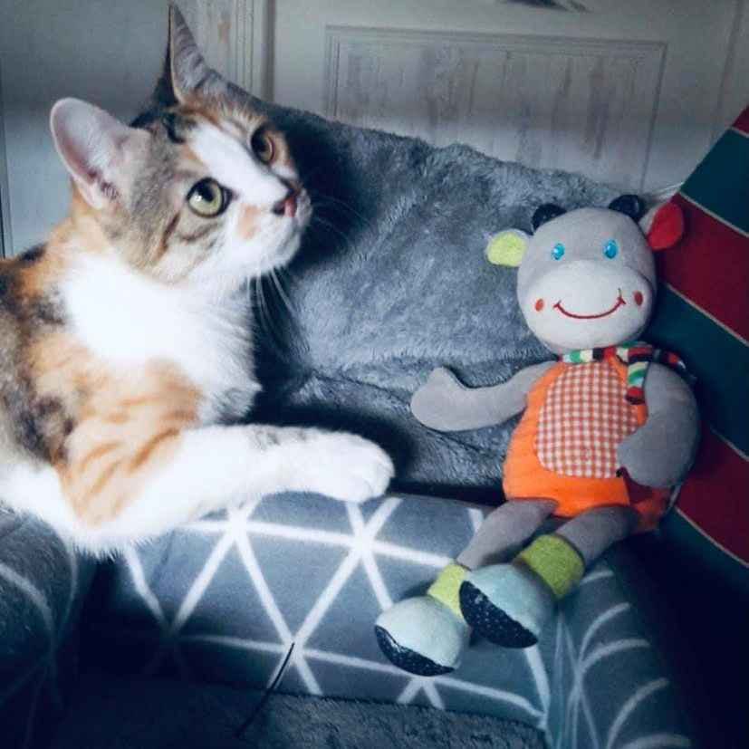 Mila : Chat Européen à l'adoption (Loos-en-Gohelle) | Pet Adoption