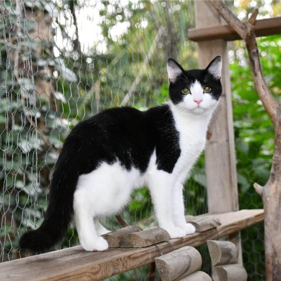 Tommy : Chat Européen à l'adoption (Estagel) | Pet Adoption