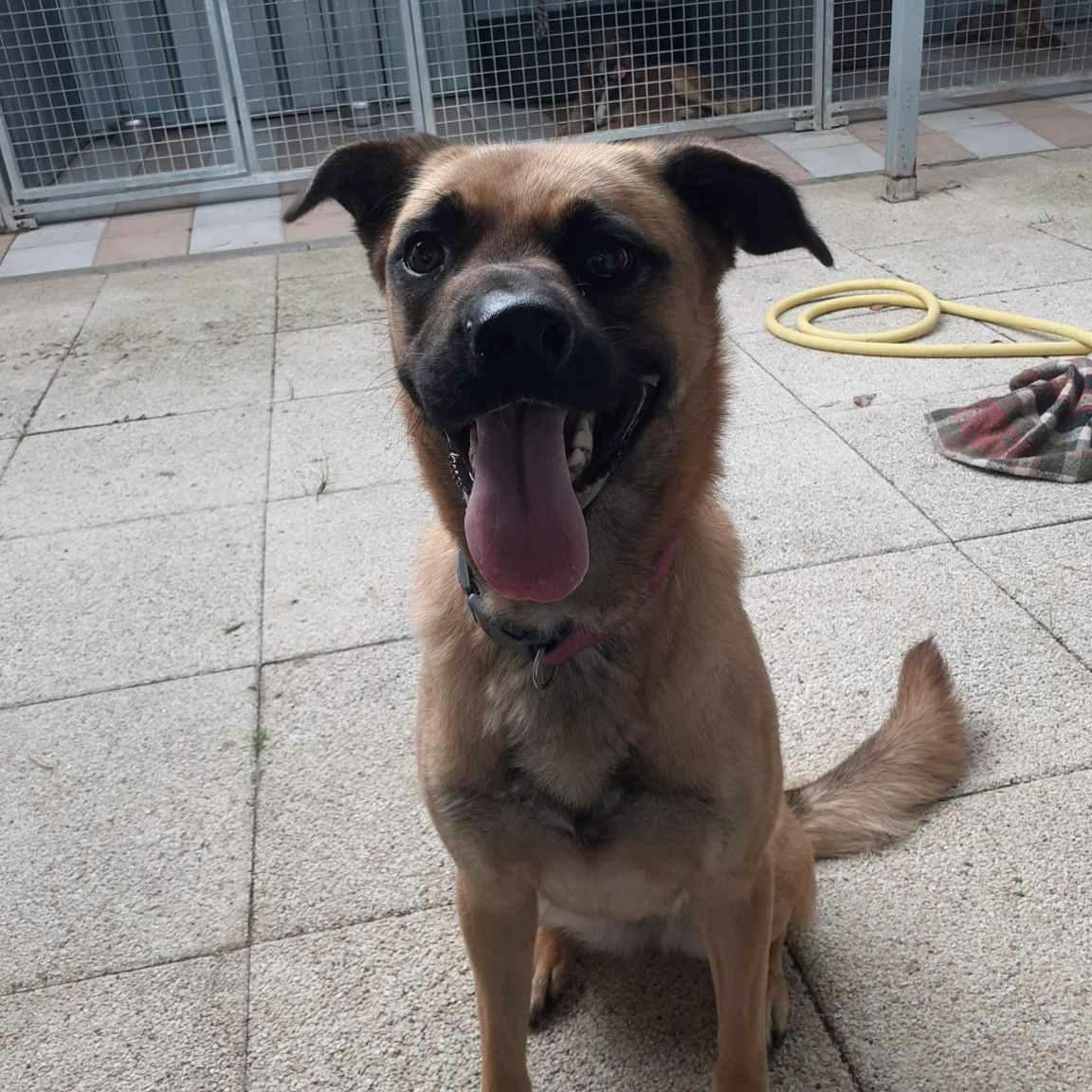 Ruby : Chien Croisé(e) à l'adoption (Châtelaillon-Plage) | Pet Adoption