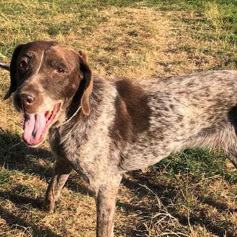 Dollynette : Chien Griffon Korthals à l'adoption (Crucey-Villages ...