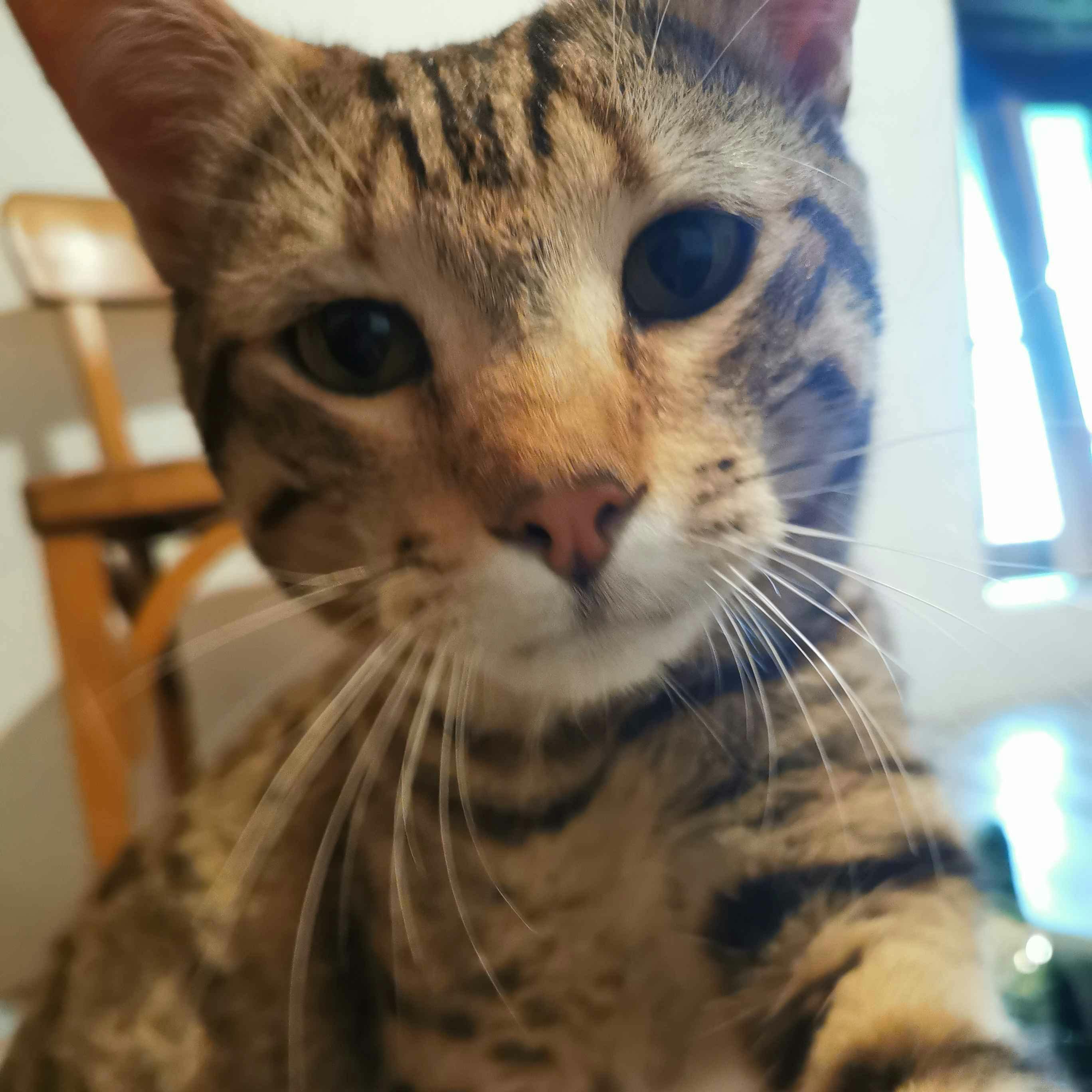 Lucky : Chat Croisé(e) à l'adoption (Chavanoz) | Pet Adoption