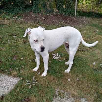 Baby : Chien Dogue argentin à l'adoption (Le Perreux-sur-Marne) | Pet ...