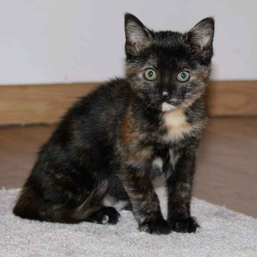 Java : Chat Européen à l'adoption (Condillac) | Pet Adoption Java : Chat Européen à l'adoption (Condillac) | Pet Adoption