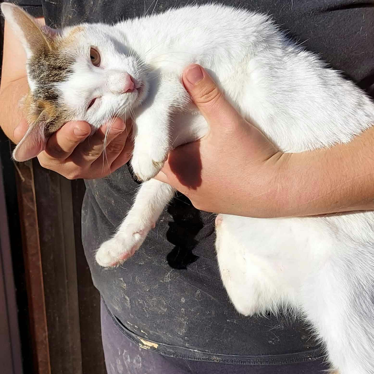 Zora : Chat Croisé(e) à l'adoption (Roppe) | Pet Adoption