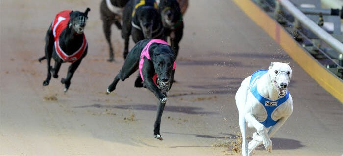 Greyhounds HQ: Introducing Joe Lannutti - Champion Bets