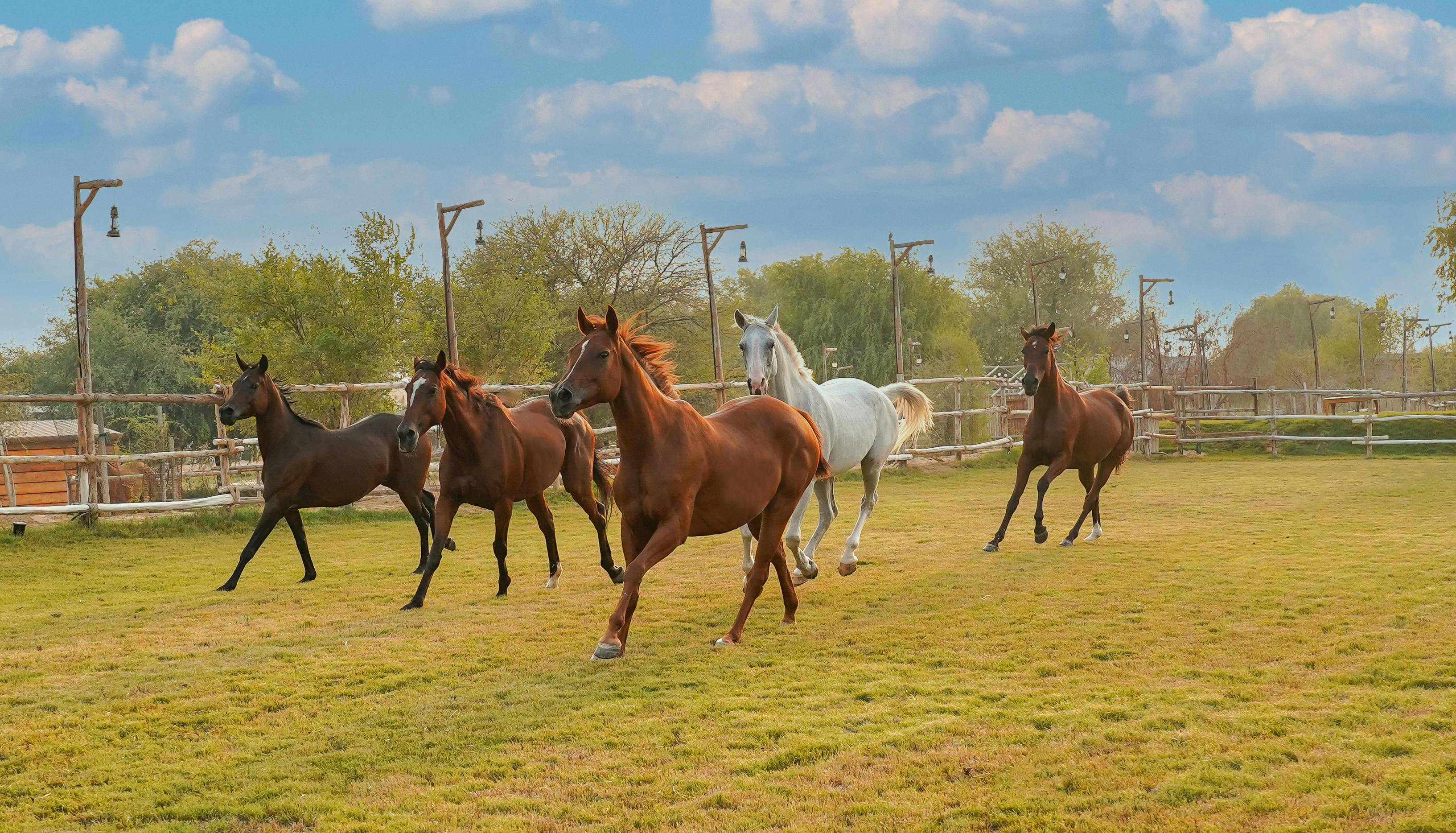 Al Khayma - Arabian Horseback Riding at Al Marmoom Oasis at Al Marmoom ...