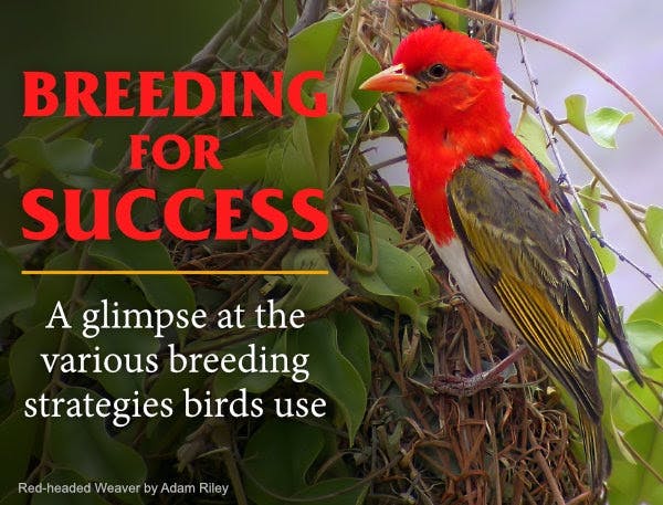 Breeding for Success