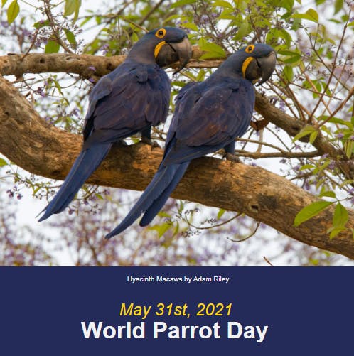 World Parrot Day
