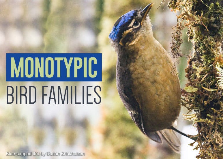 Monotypic Bird Families