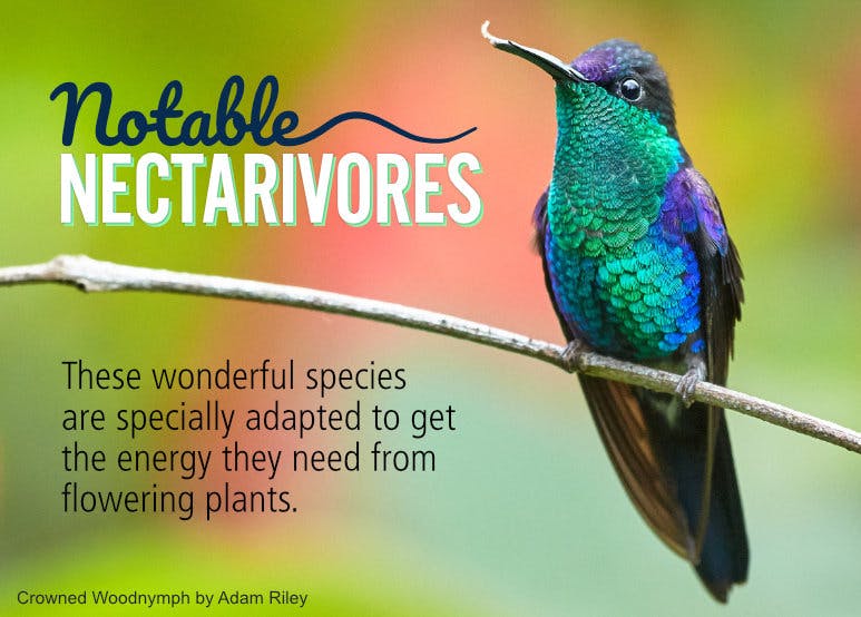Notable Nectarivores