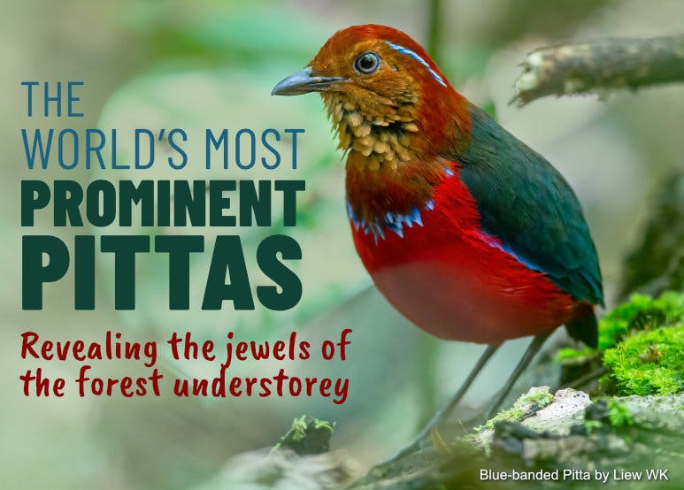 The world’s most prominent Pittas