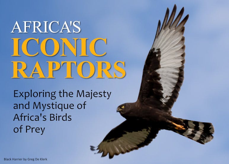 Africa's Iconic Raptors