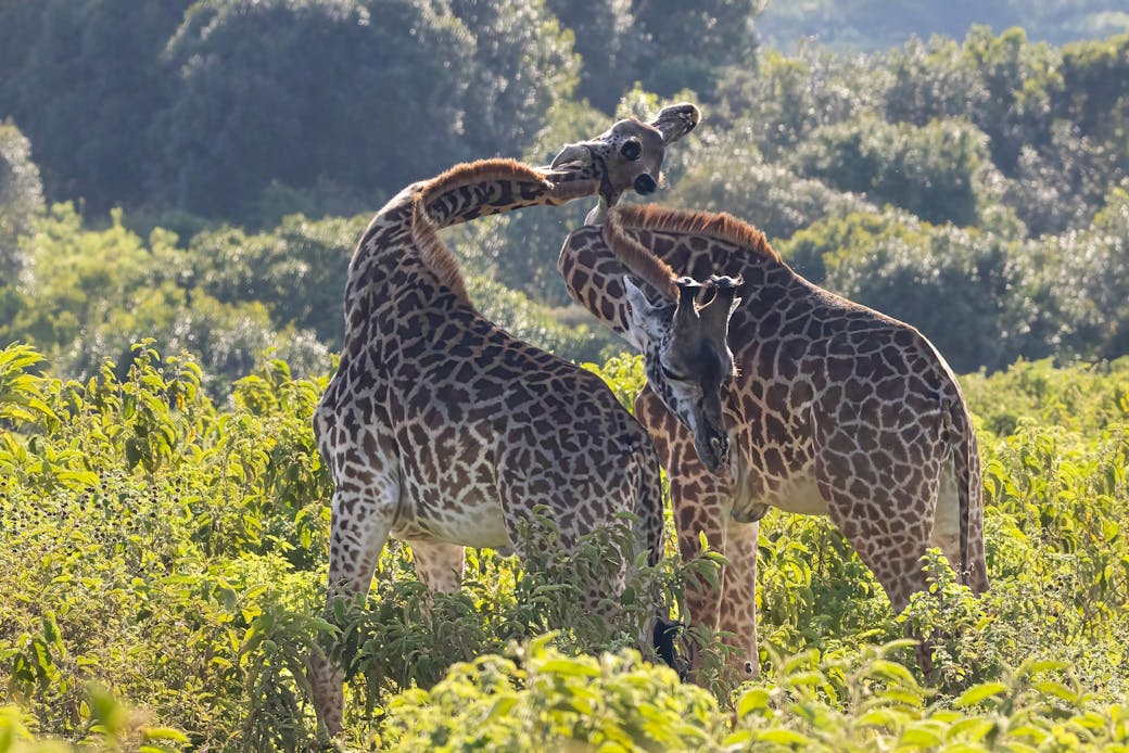 3-Day Mid-Range Serengeti Safari with Friends Tented Camp | Tour ...