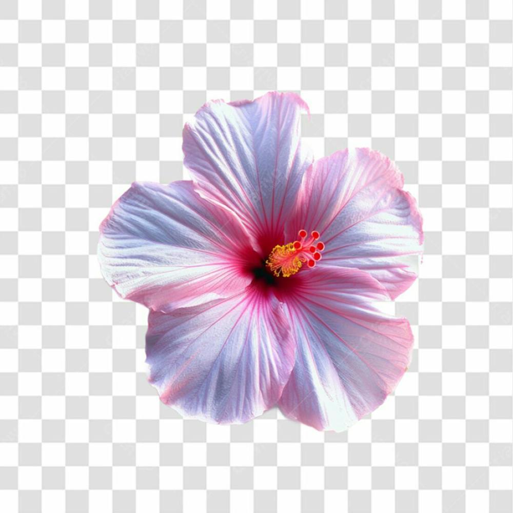 Fundo Transparente De Flores Brancas Flores Png Transparente (25)