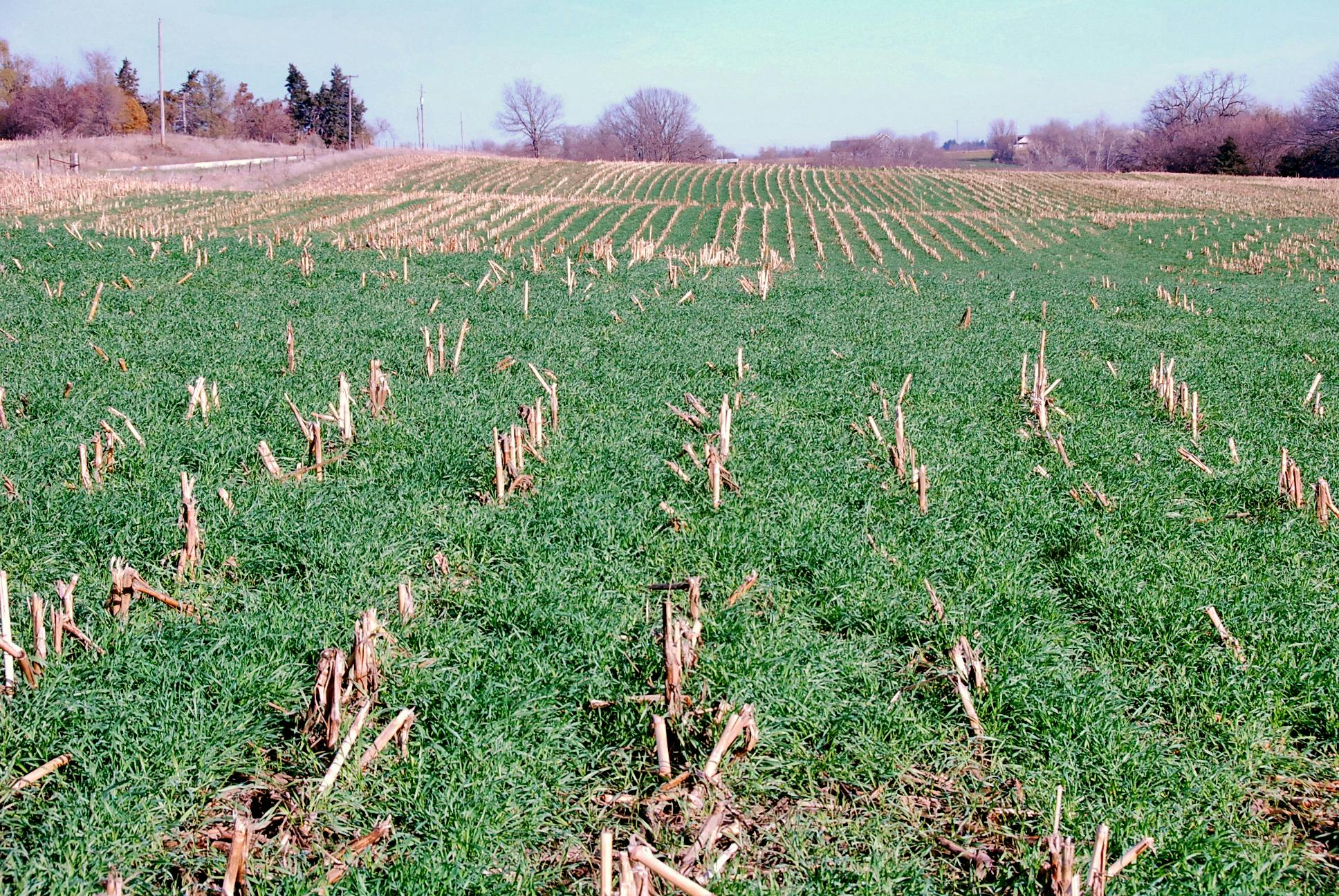 Find Cover Crops by Practical Farmers of Iowa