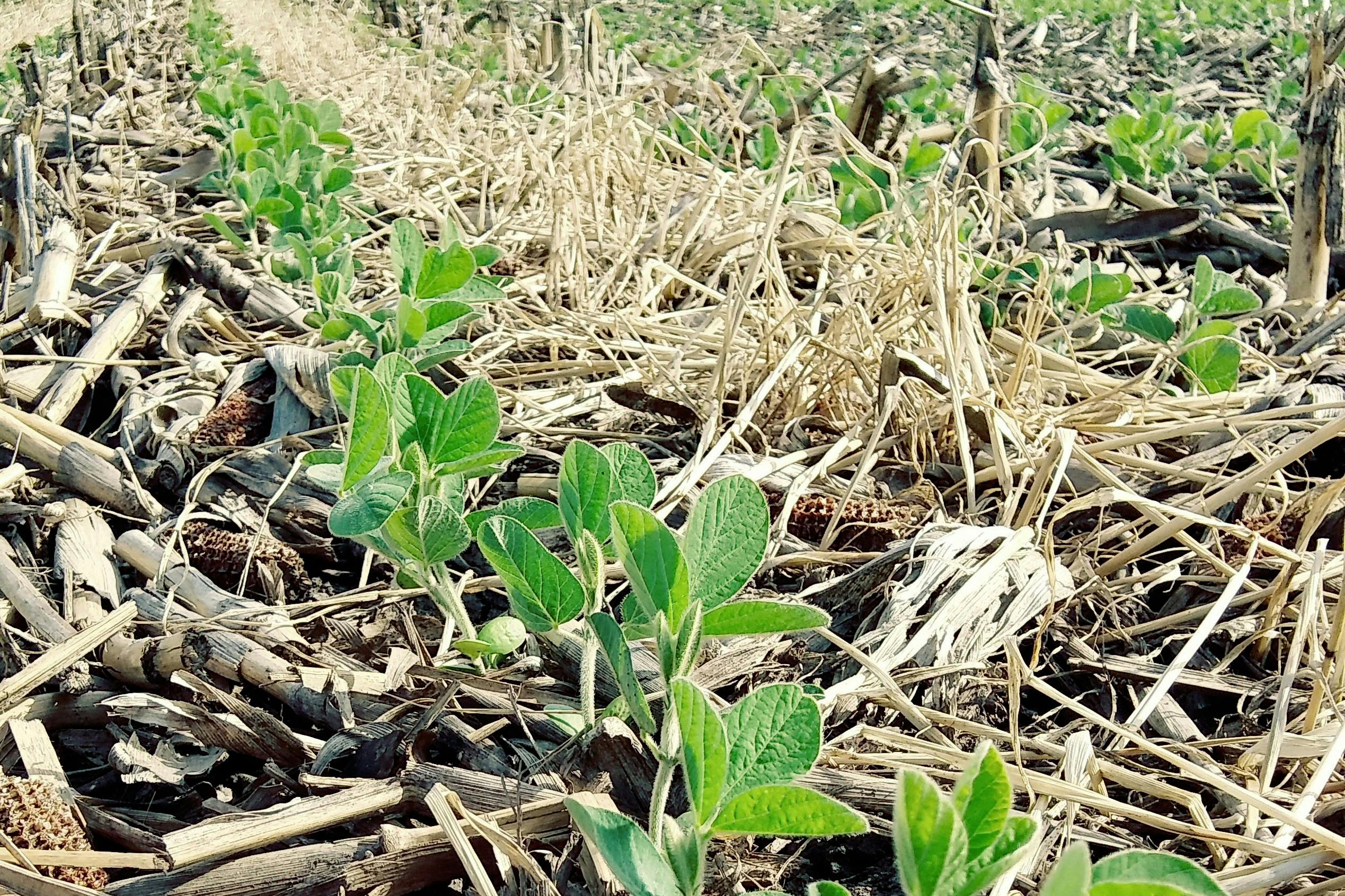 Find Cover Crops by Practical Farmers of Iowa