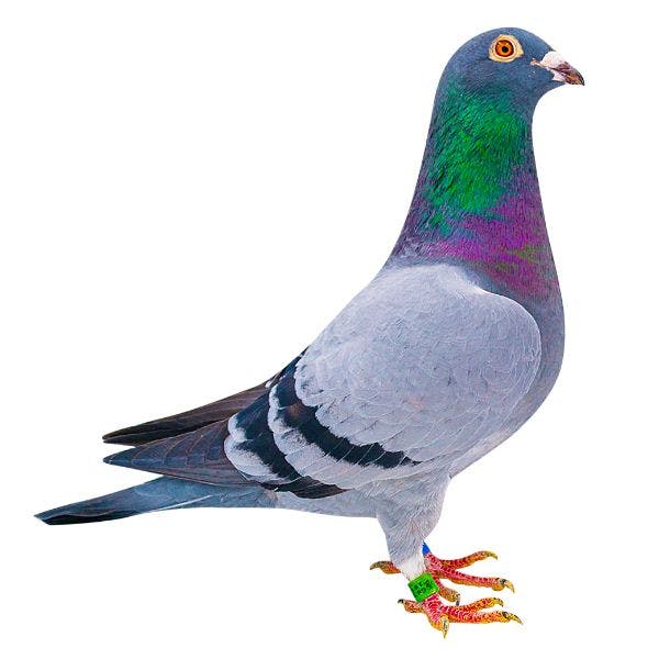 Reference pigeons