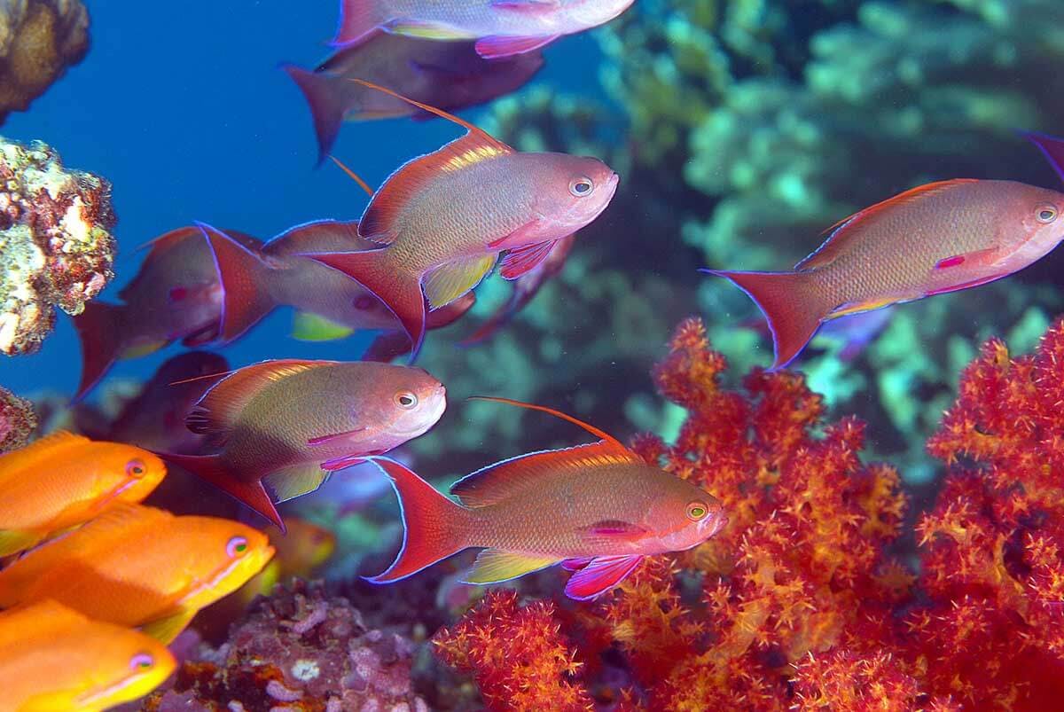 Dive Pacific | The South Pacific's home of diving content