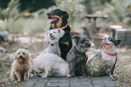 The Seven Types of Dogs and What You Should Know About Them