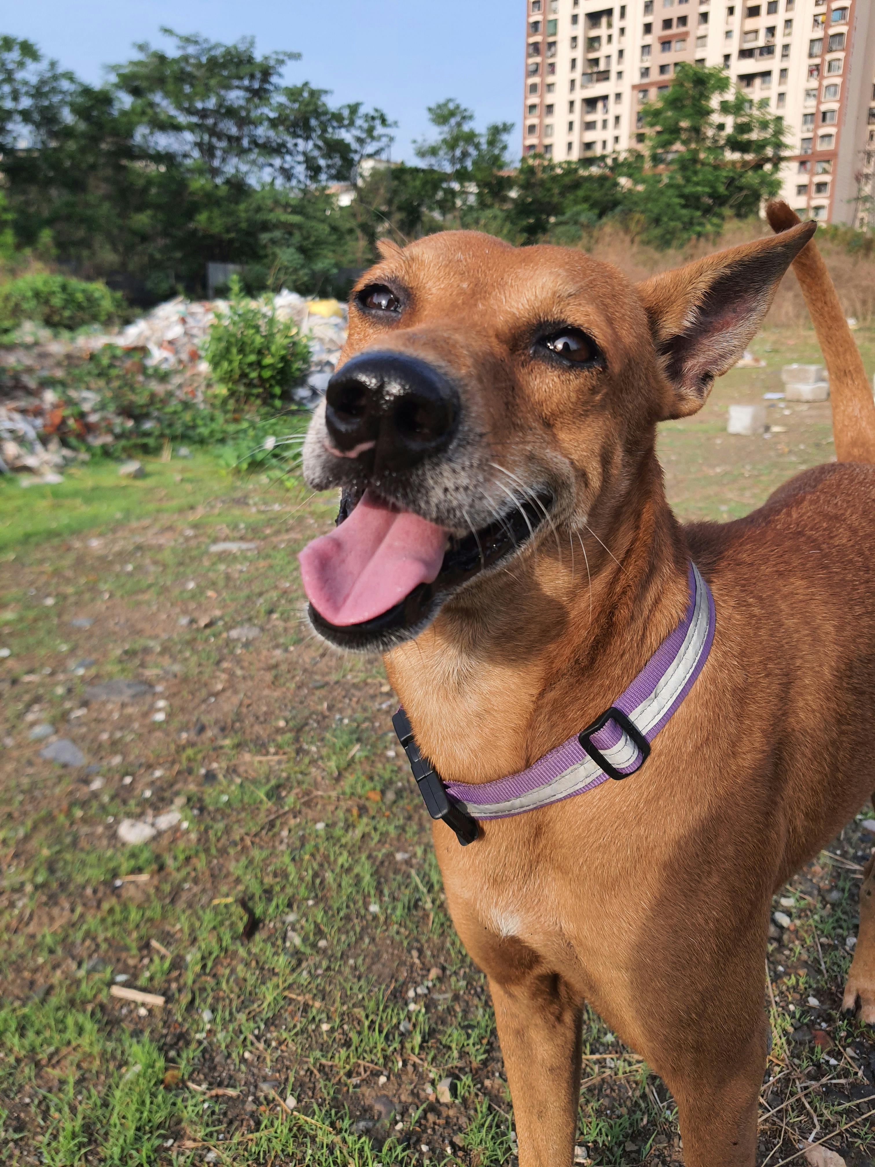 Indie Dogs: Breed History, Behaviour, and Veterinary Insights