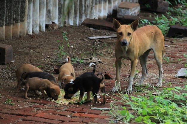 Is the 'Stray Dog Menace' real? The curious case of Kerala